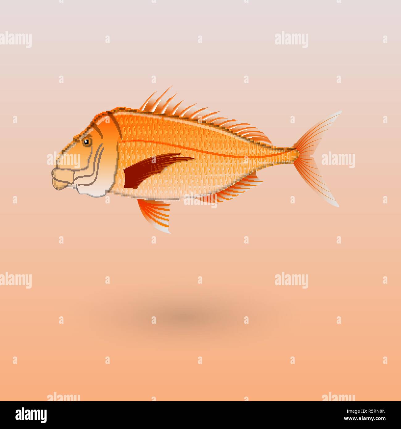 Snapper on colored background illustration Stock Vector Image & Art - Alamy
