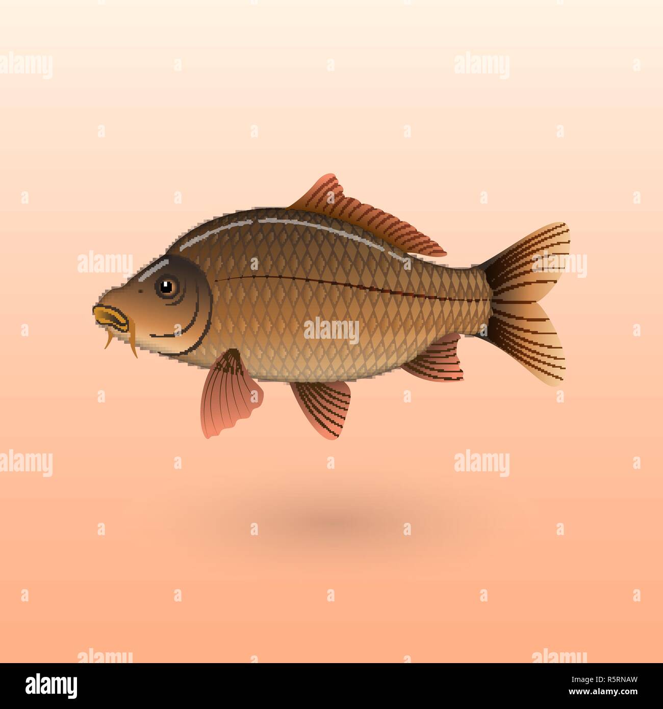 European Carp on colored background illustration Stock Vector Image ...