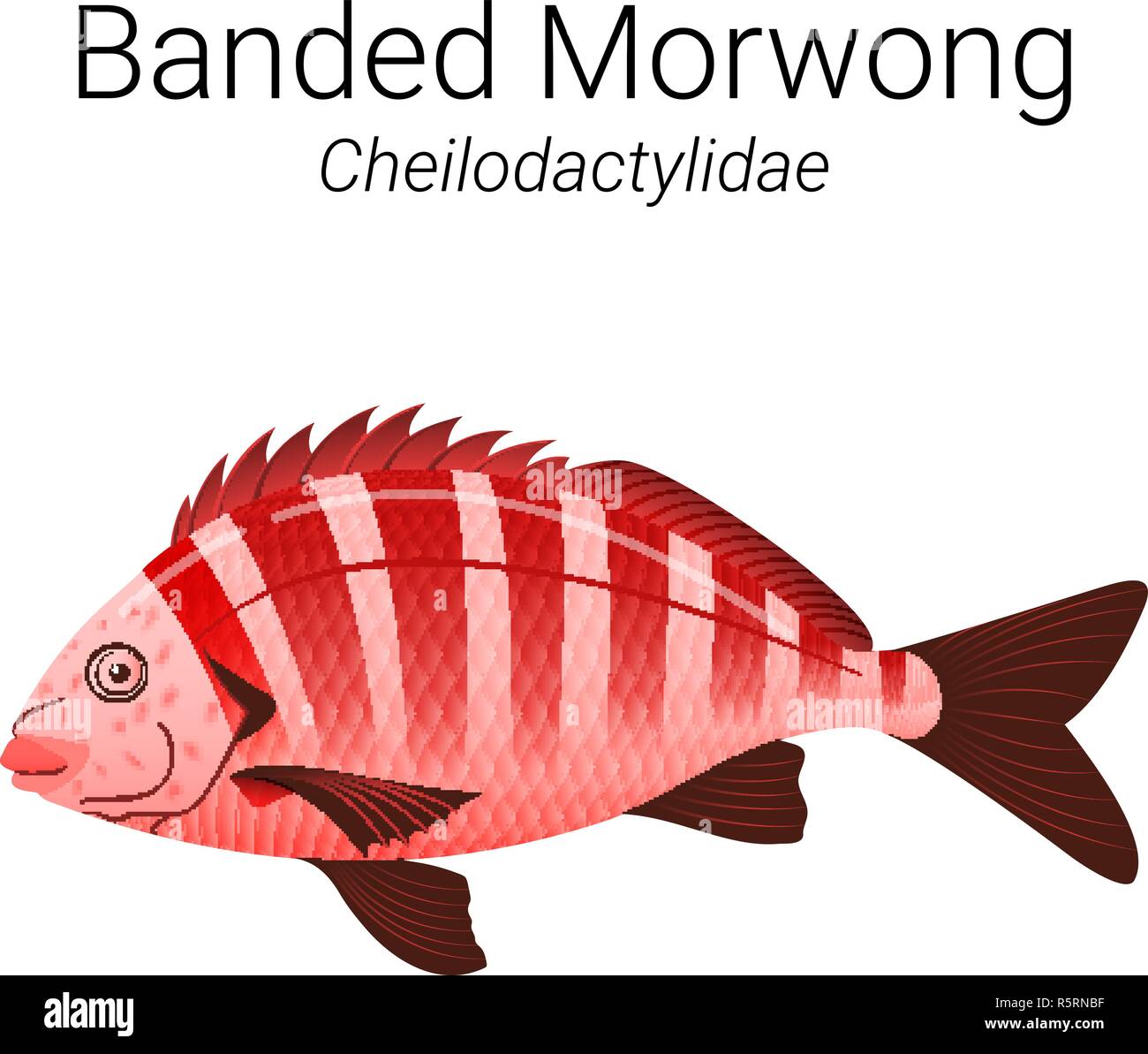 Cheilodactylidae Stock Vector Images - Alamy