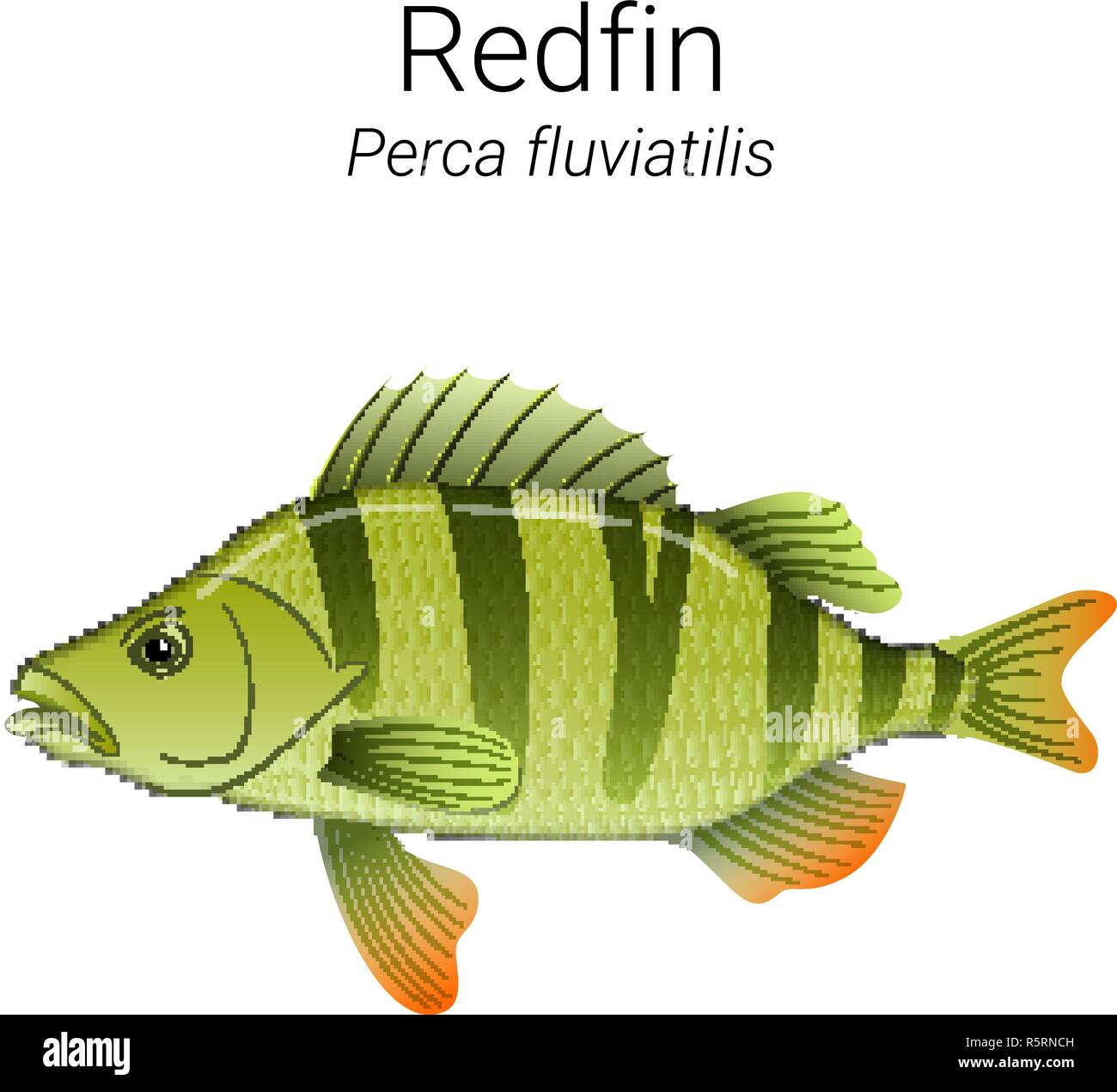 Redfin fish illustration Stock Vector Image & Art - Alamy