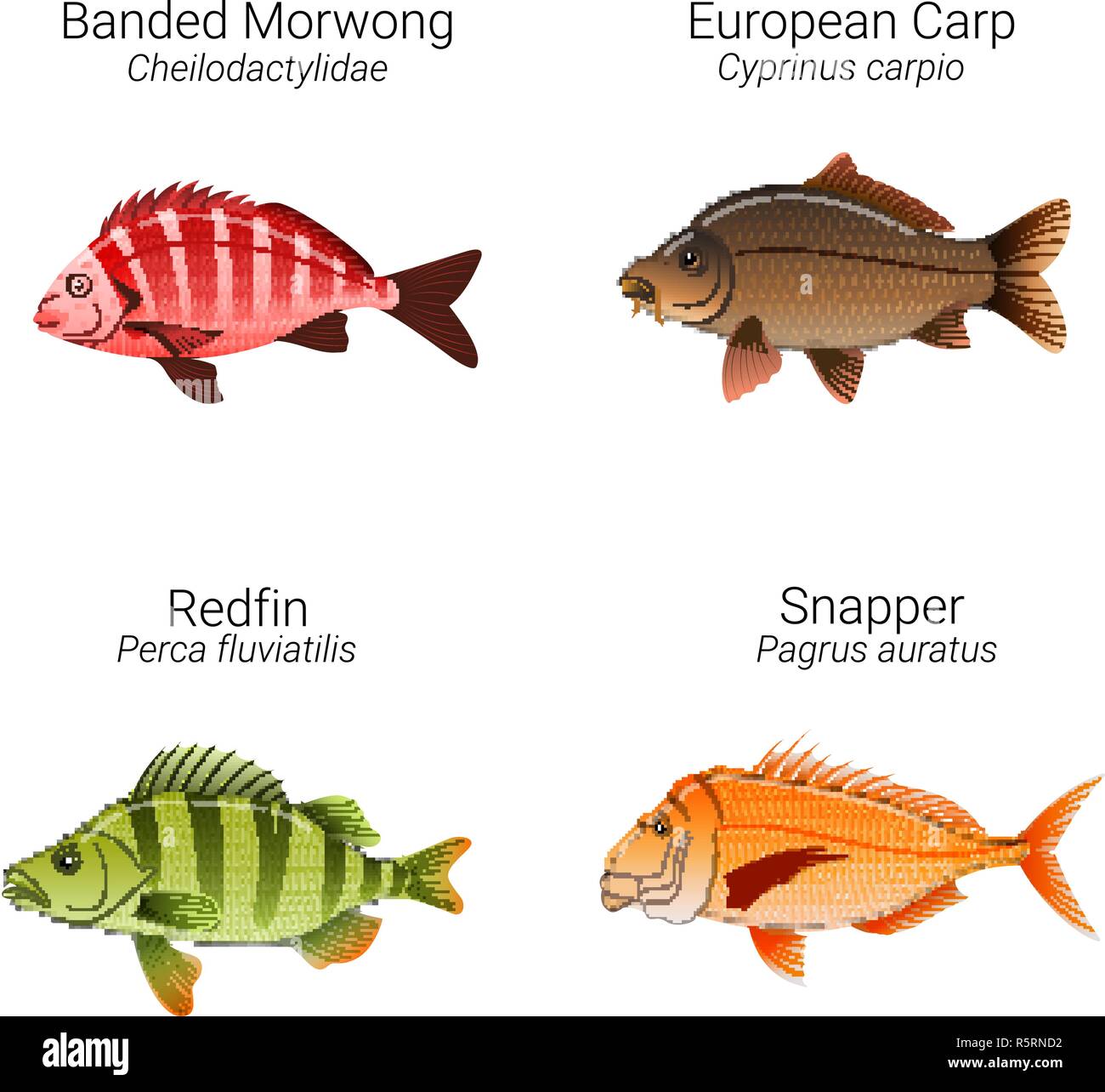 Australian snapper Cut Out Stock Images & Pictures - Alamy