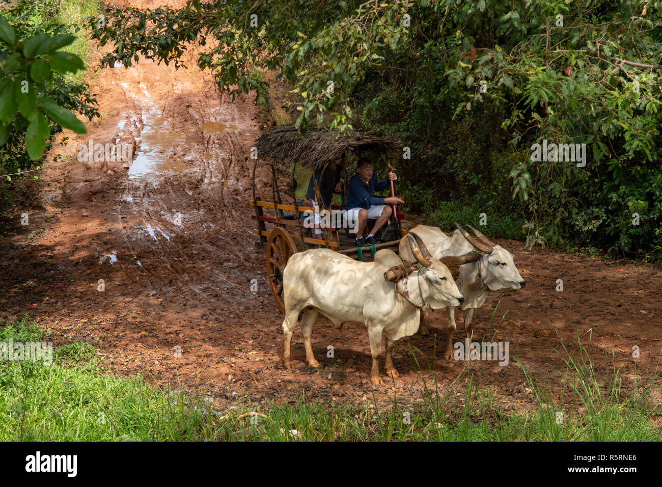 Traditional bullock cart hi-res stock photography and images - Alamy