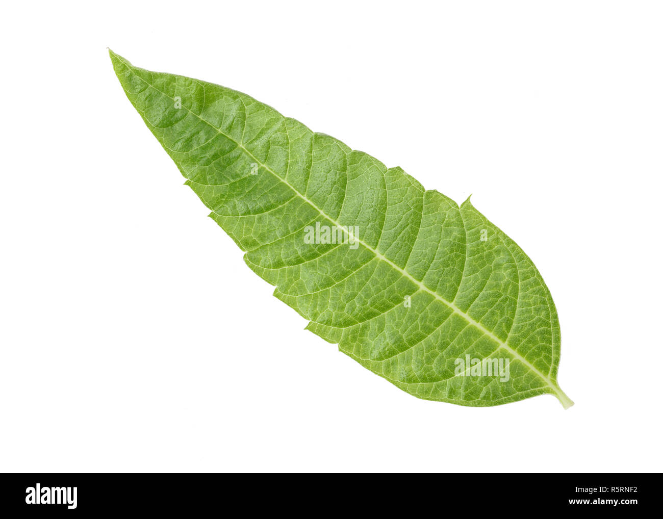 Herb verbena triphylla hi-res stock photography and images - Alamy