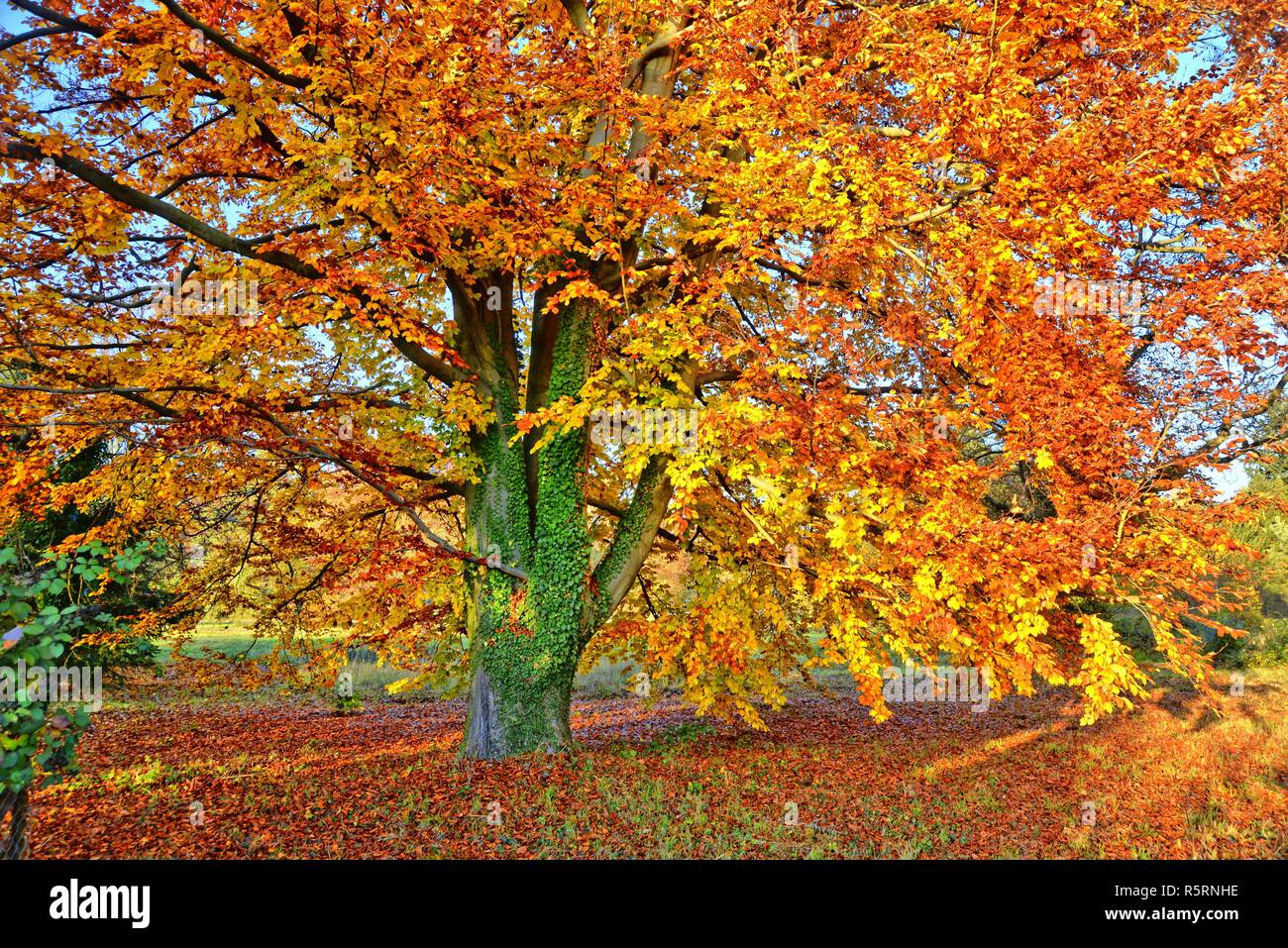 beech in the fall Stock Photo - Alamy