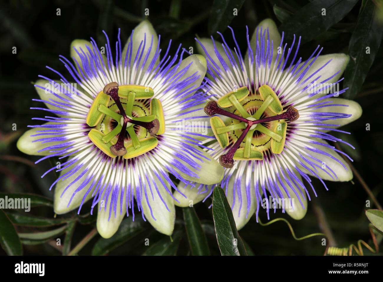 two flowers of the passionflower passiflora caerulea Stock Photo - Alamy