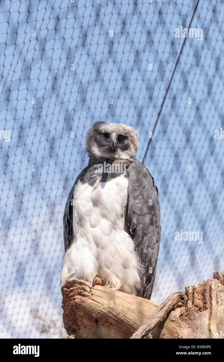 Papuan Eagle Stock Photos & Papuan Eagle Stock Images - Alamy