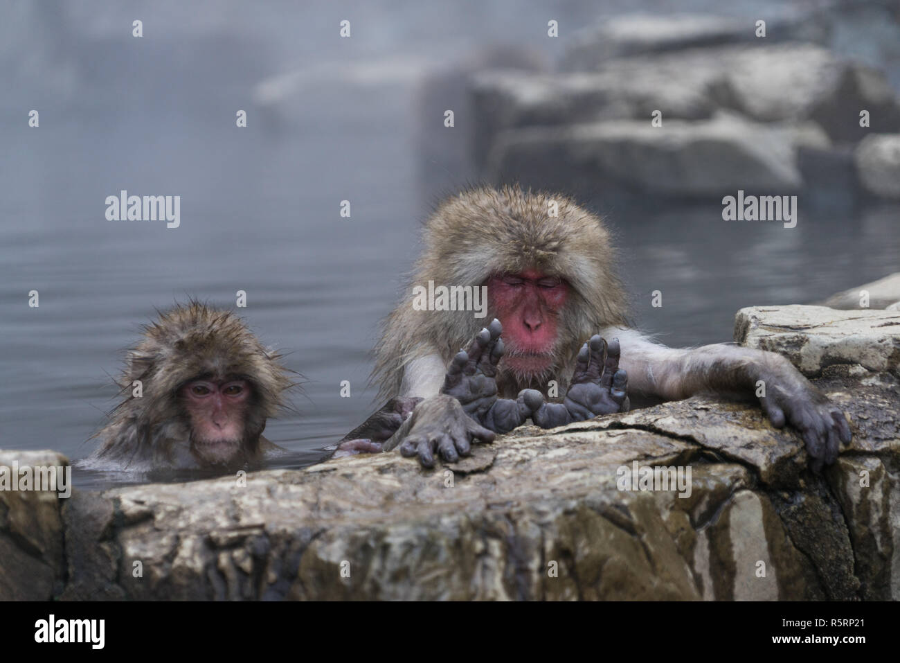 Monkeys enjoying the onsen at Jigokudani Monkey Park - Nagano ...