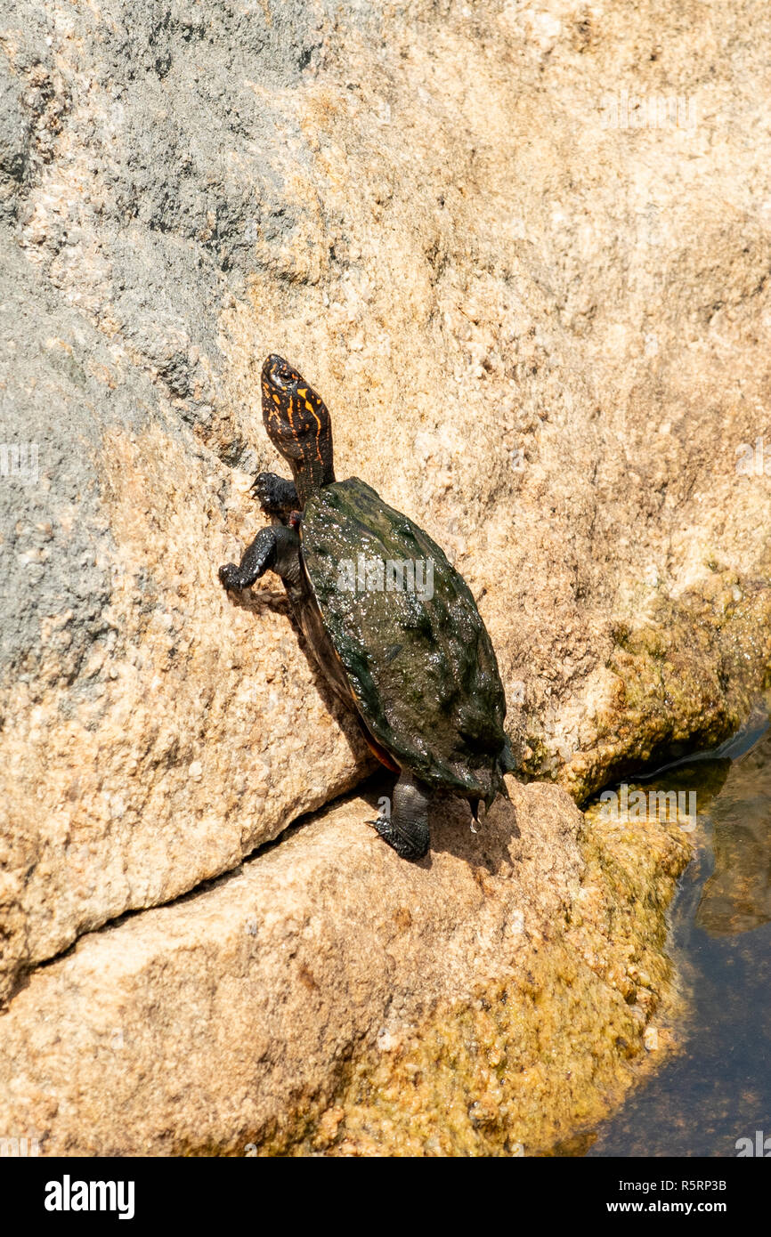 Indian Village Tortoise