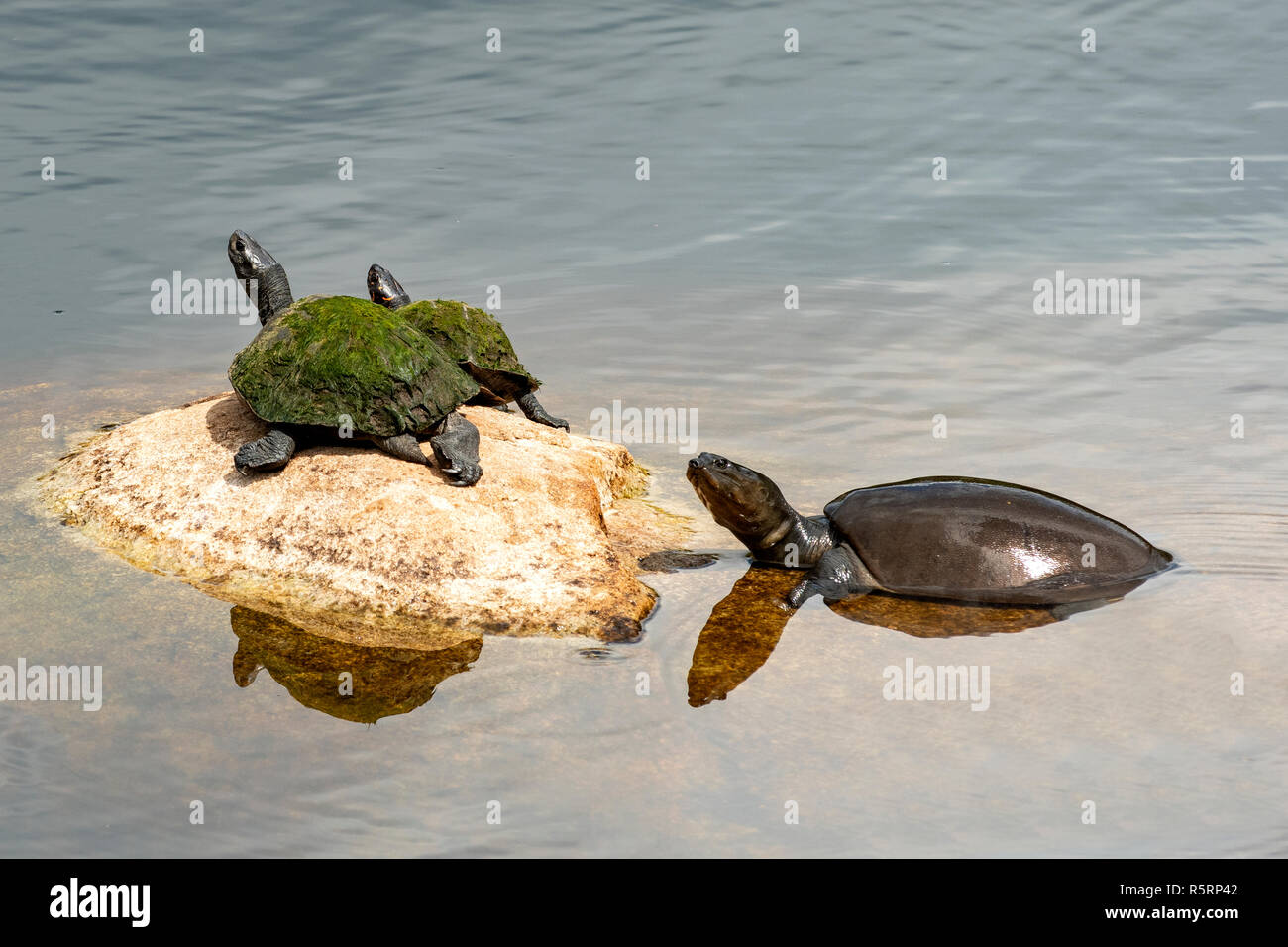 Indian Black Turtles, Melanochelys trijuga at Kaludiya Pokuna ...