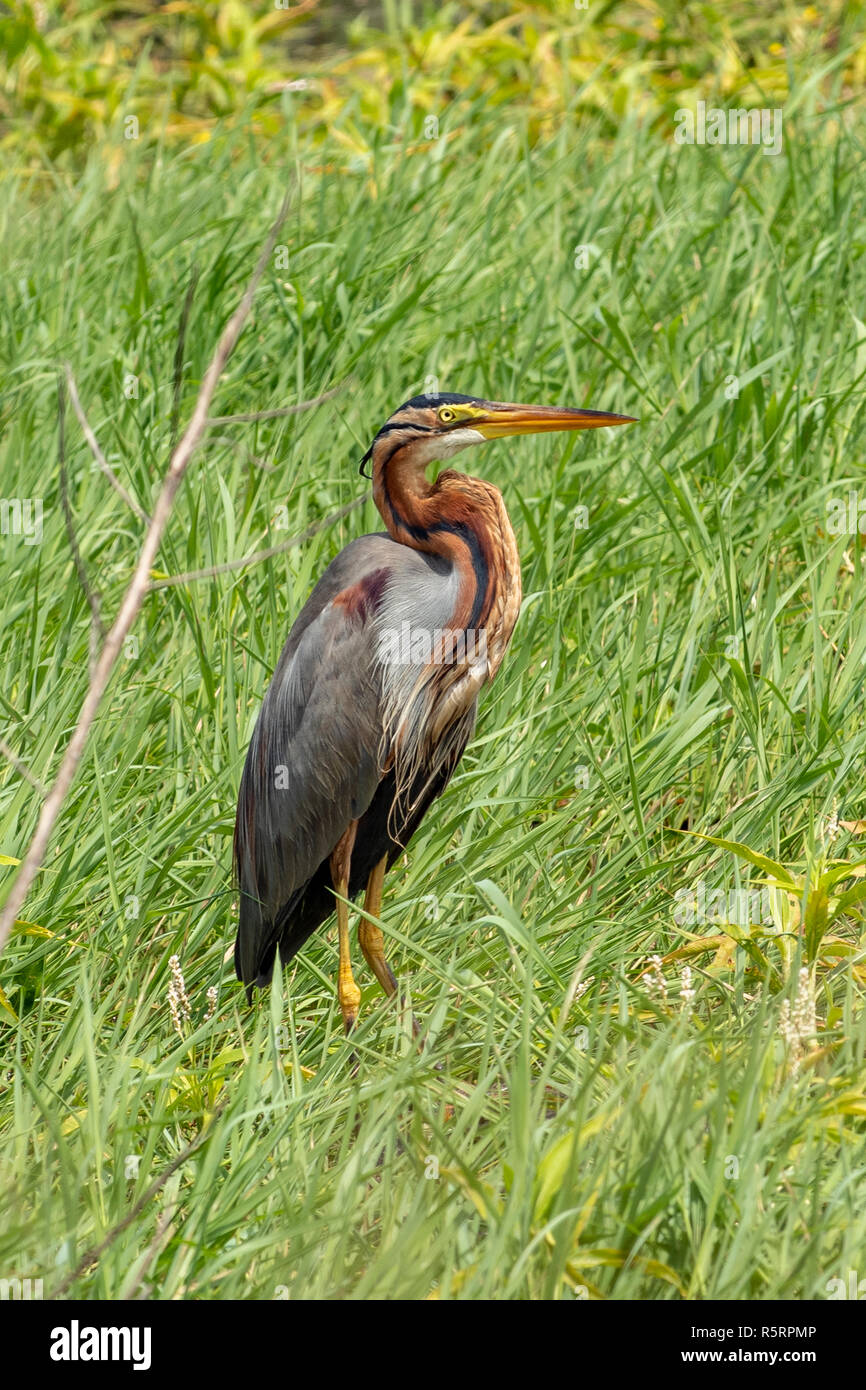 Heron amazing bird hi-res stock photography and images - Alamy