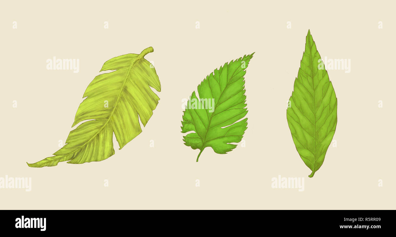 Leaf model example hi-res stock photography and images - Alamy