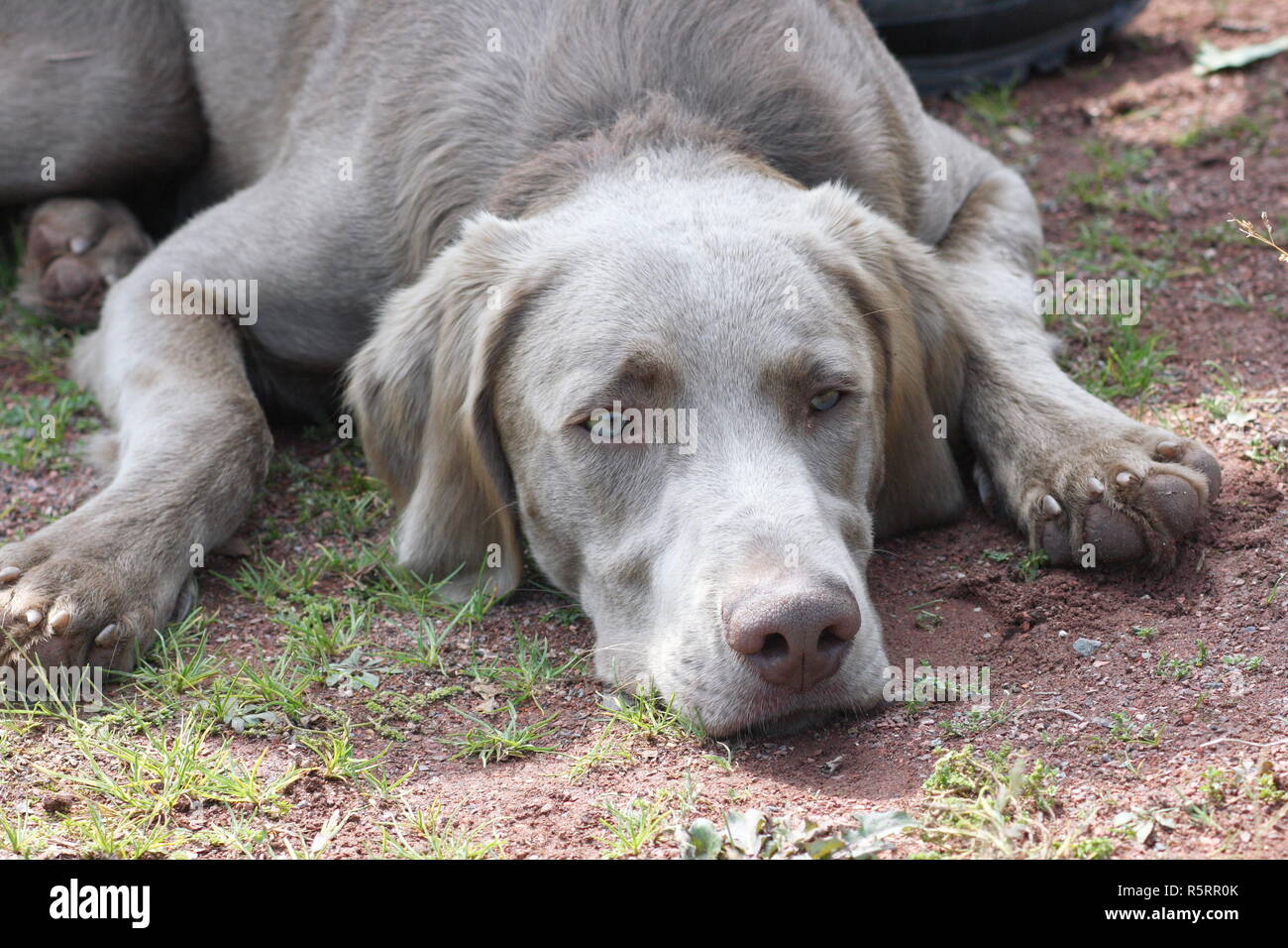 weimaraner pointing dog Stock Photo - Alamy