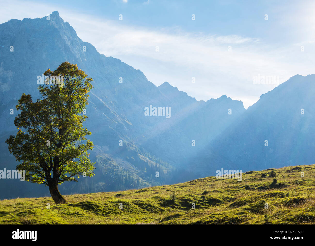 maple in the alps Stock Photo - Alamy
