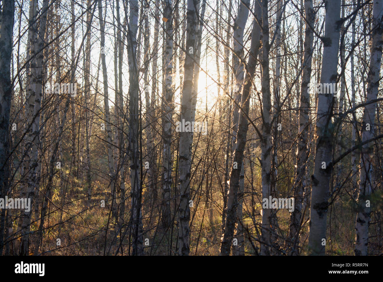 The sun through the trees with the branches Stock Photo - Alamy