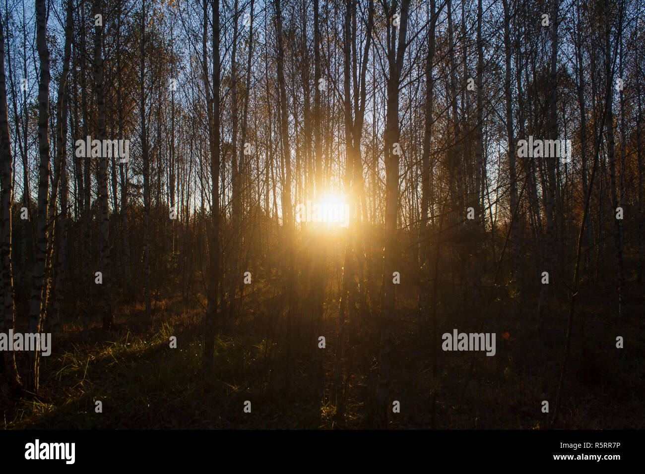 The sun through the trees with the branches Stock Photo - Alamy