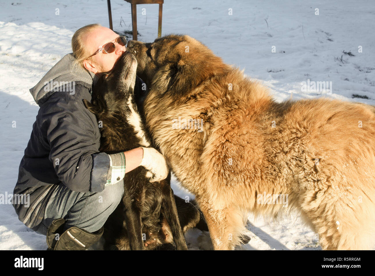 two big dogs kiss their owner Stock Photo - Alamy