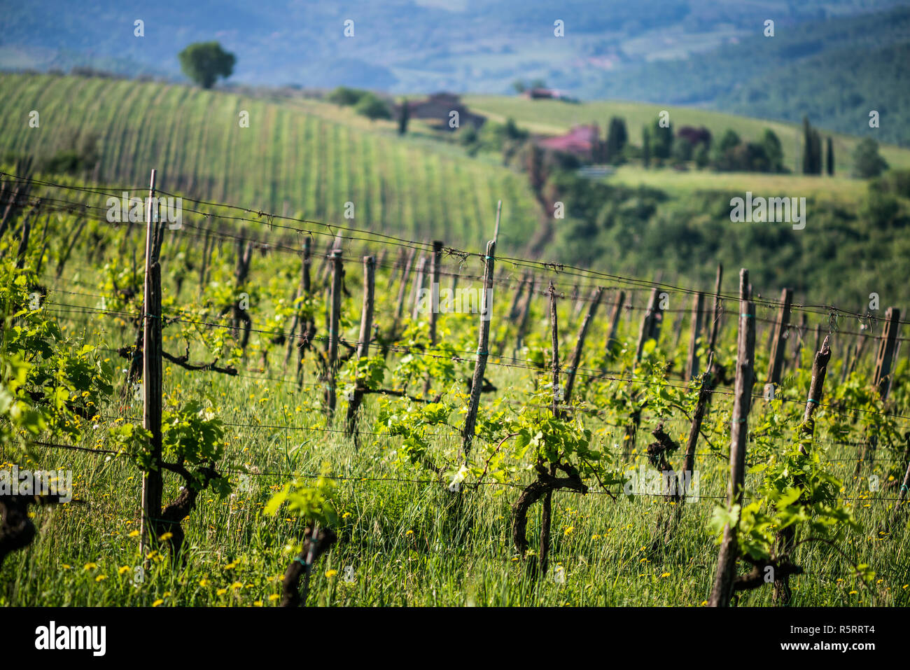 Vineyard in the Chianti, Tuscany, Italy, Europe Stock Photo - Alamy