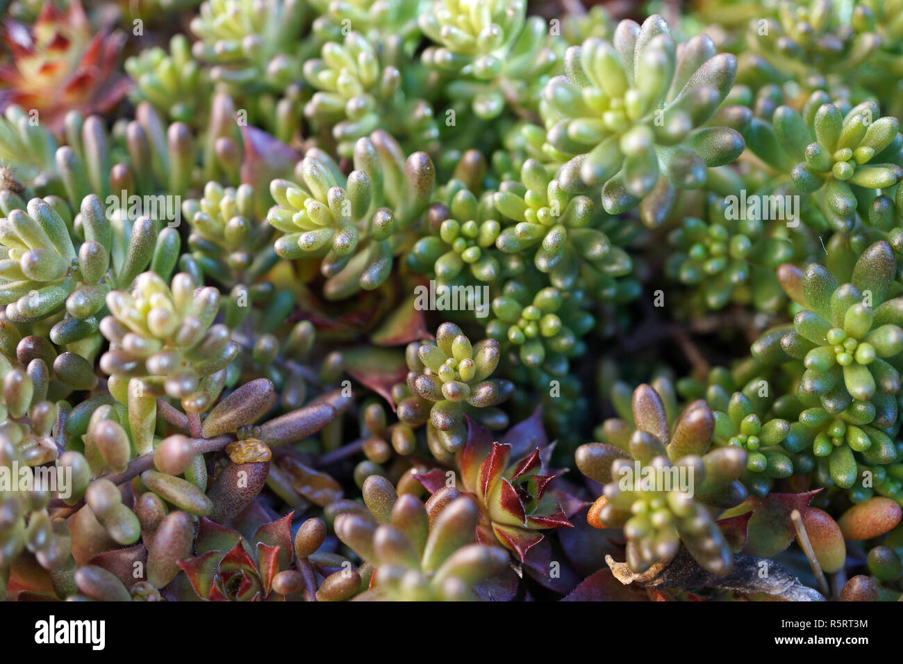 stone garden plants Stock Photo - Alamy