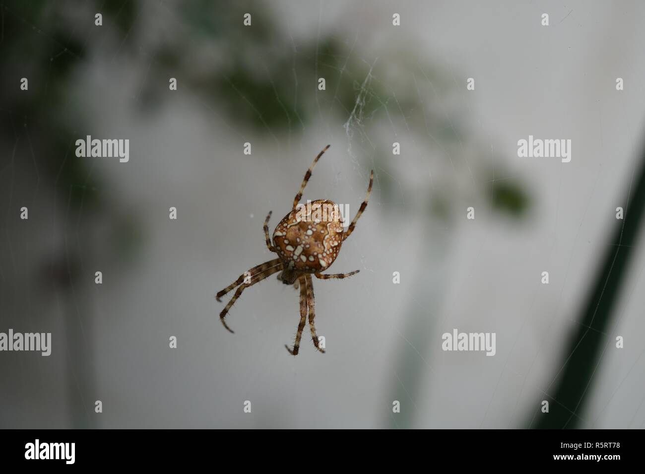 spider in the net in the wild Stock Photo - Alamy