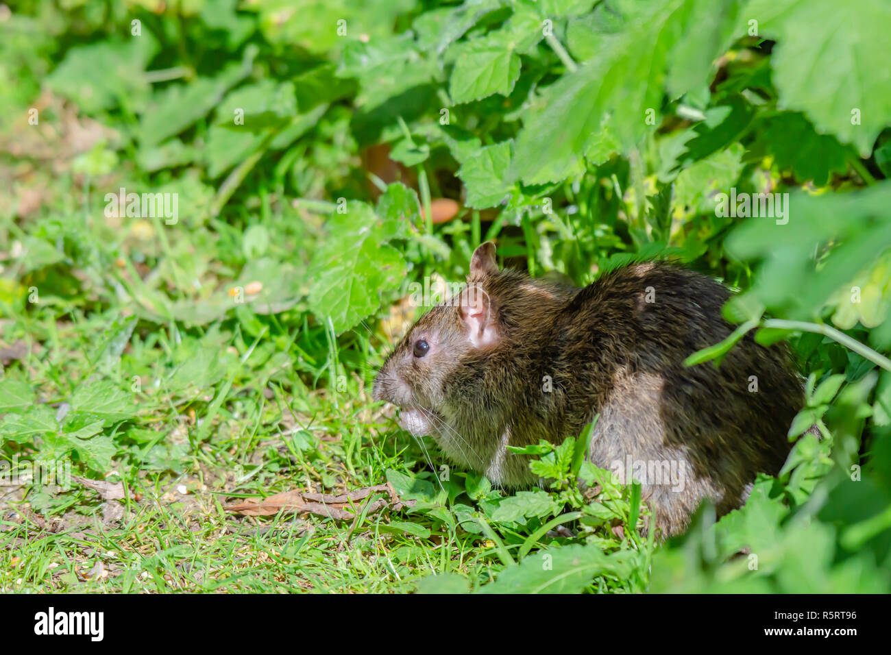 Rat infestation hi-res stock photography and images - Alamy