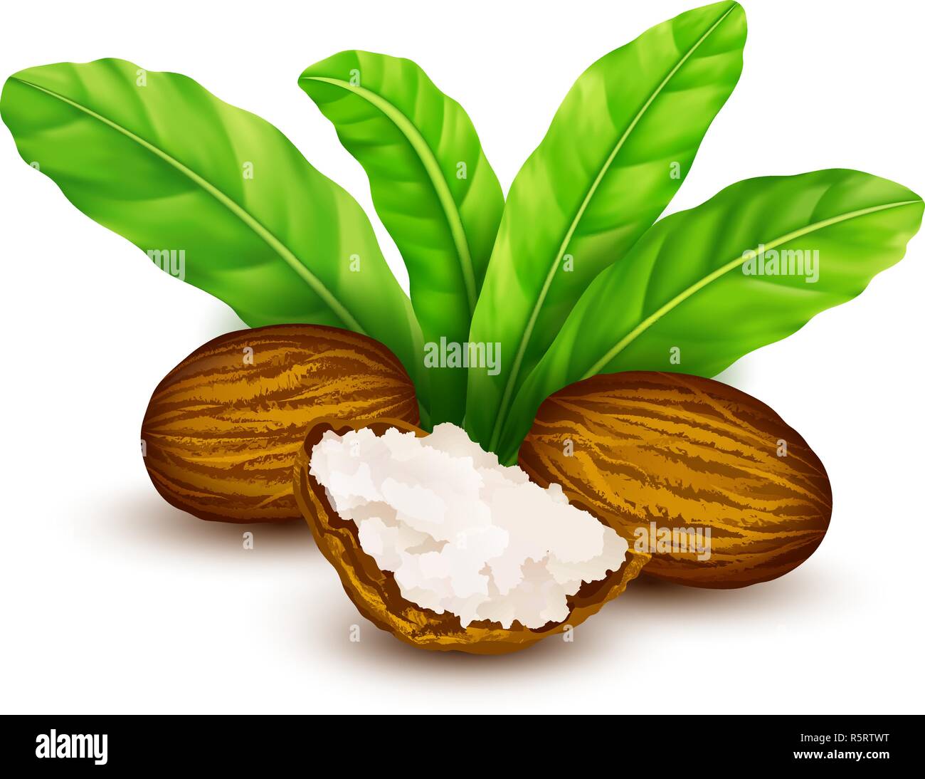 Shea nuts with leaves in vector Stock Vector Image & Art - Alamy