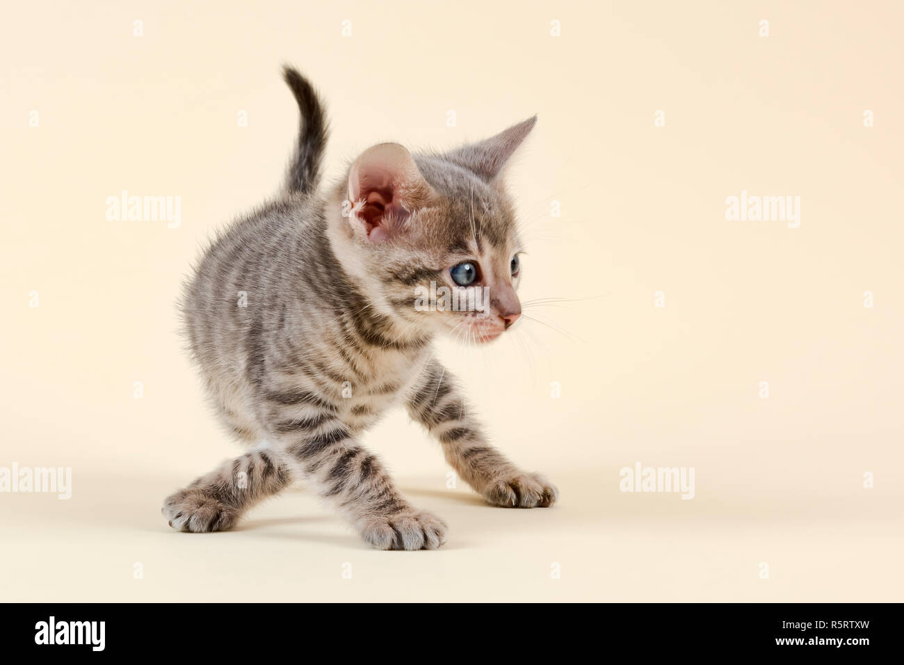 Grey Toyger