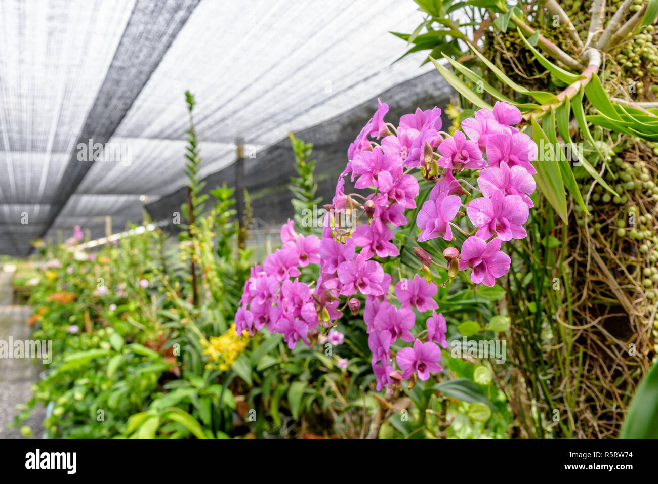 Pink orchids in the farm Stock Photo - Alamy