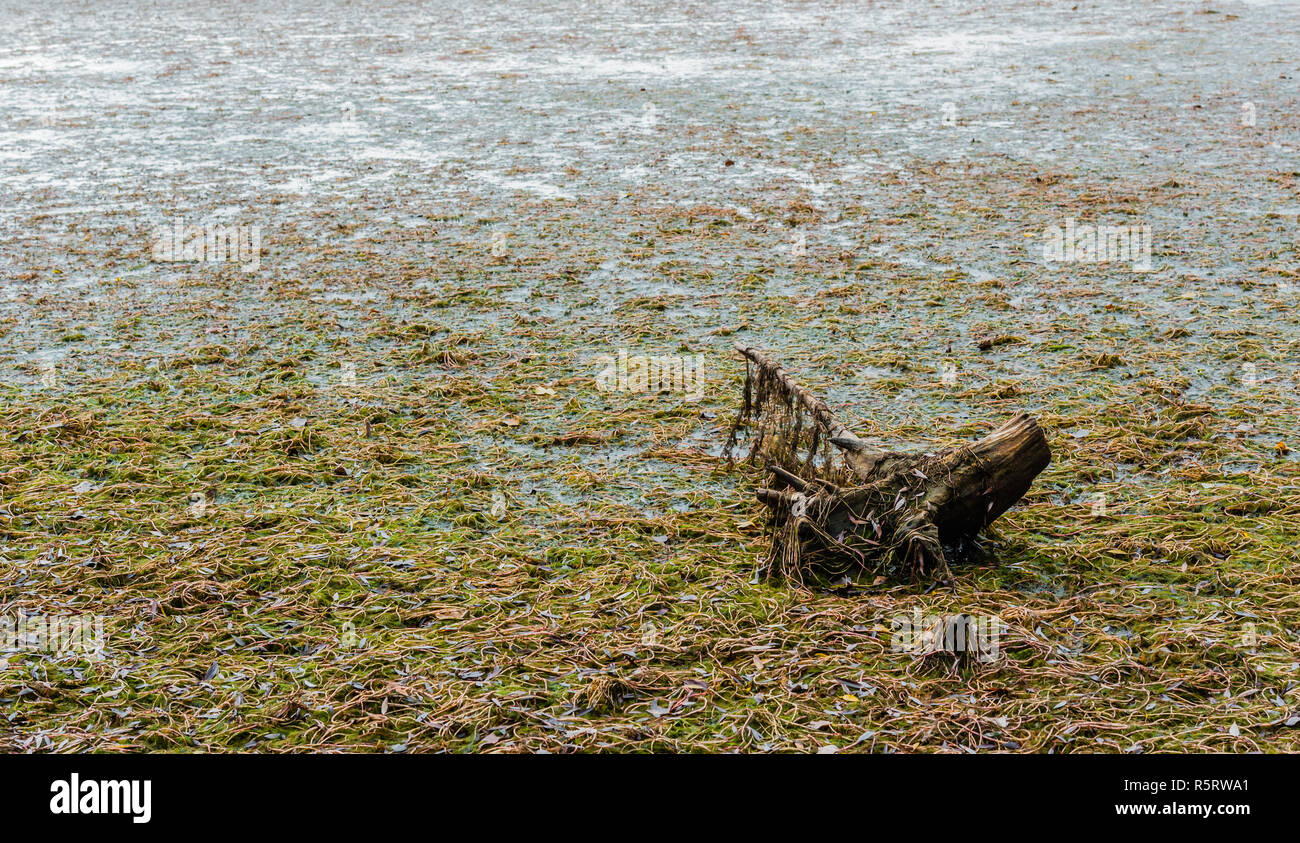 Tree stump in muddy algae-covered swamp Stock Photo - Alamy