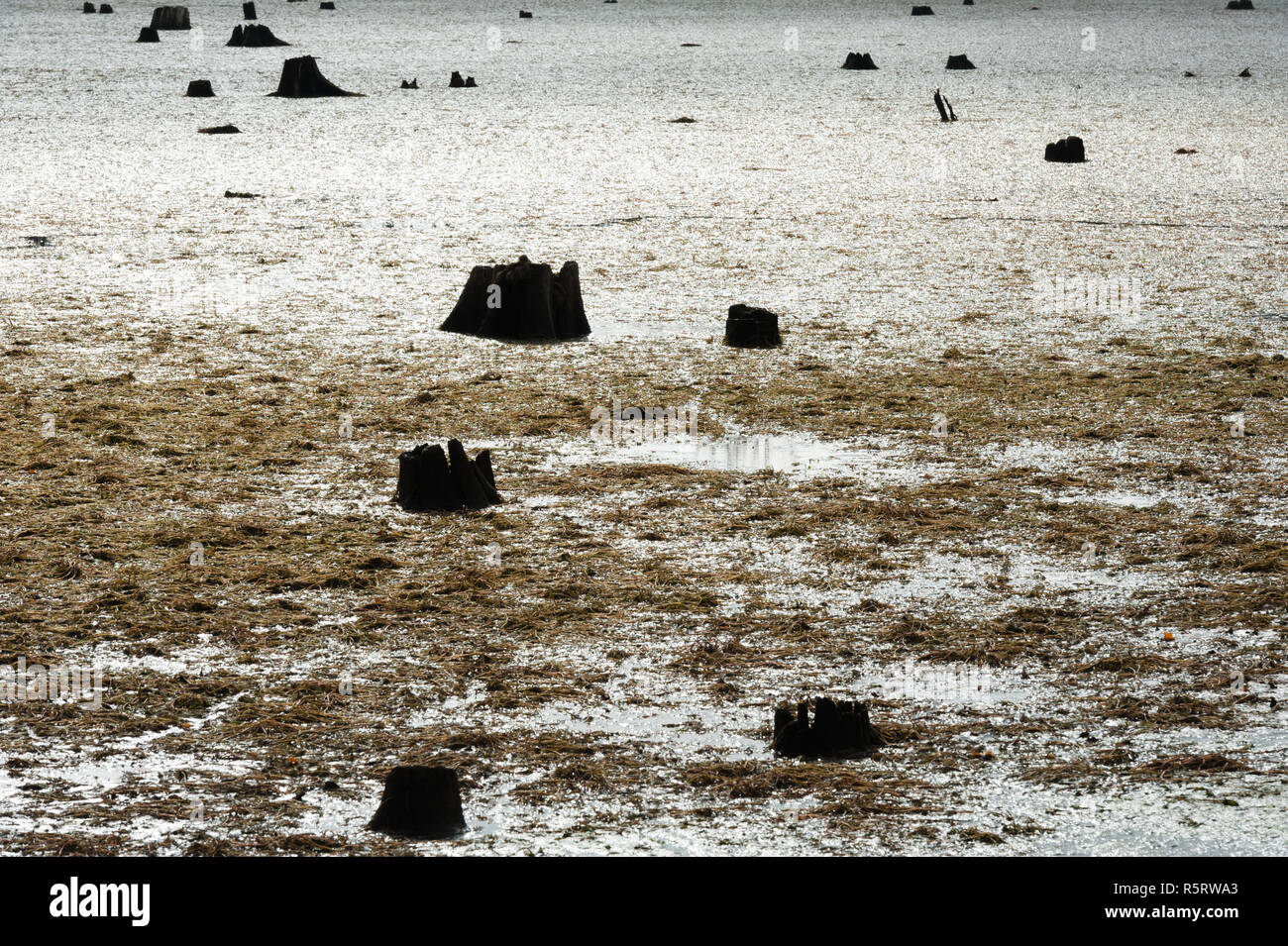 Tree stumps contrasted against large muddy swamp Stock Photo - Alamy