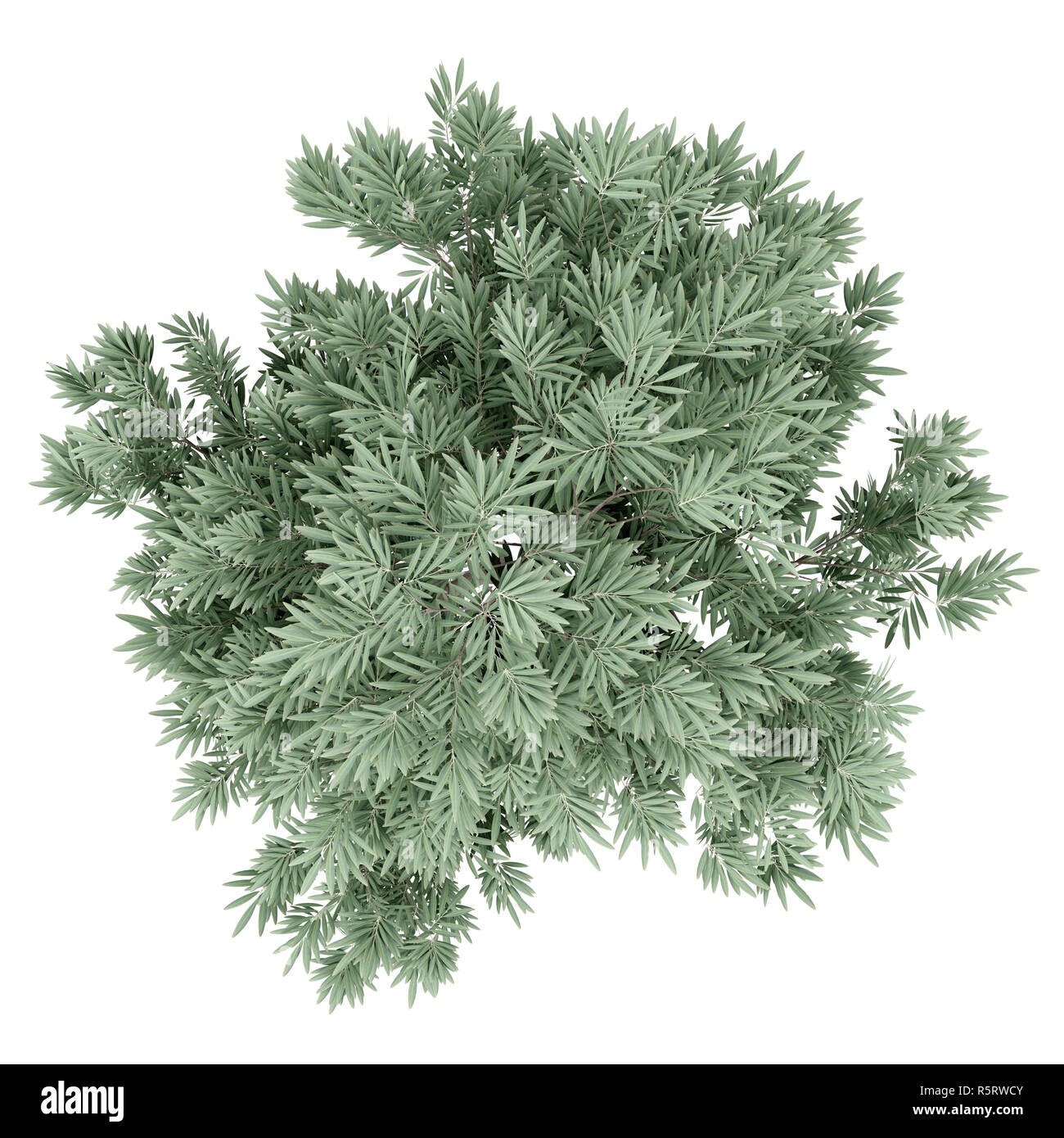 olive tree isolated on white background. top view. 3d illustration ...