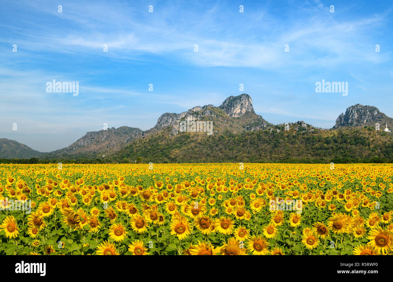 Sunflowers field farm in Lop buri, beautiful flower field concept Stock ...