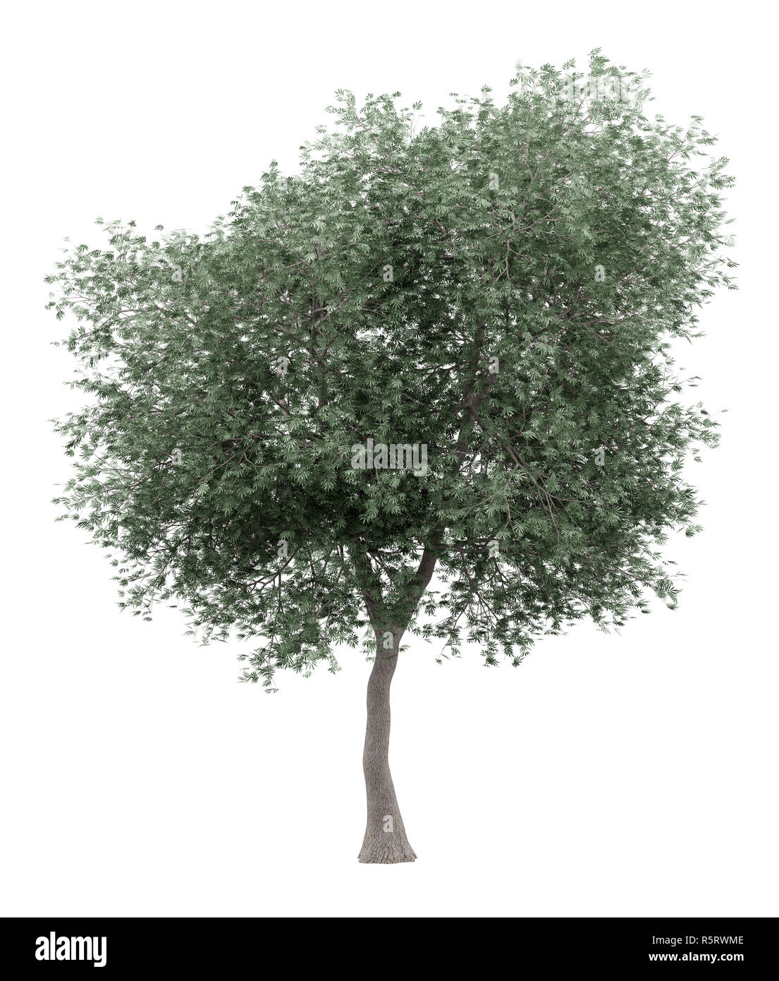 olive tree isolated on white background. 3d illustration Stock Photo ...