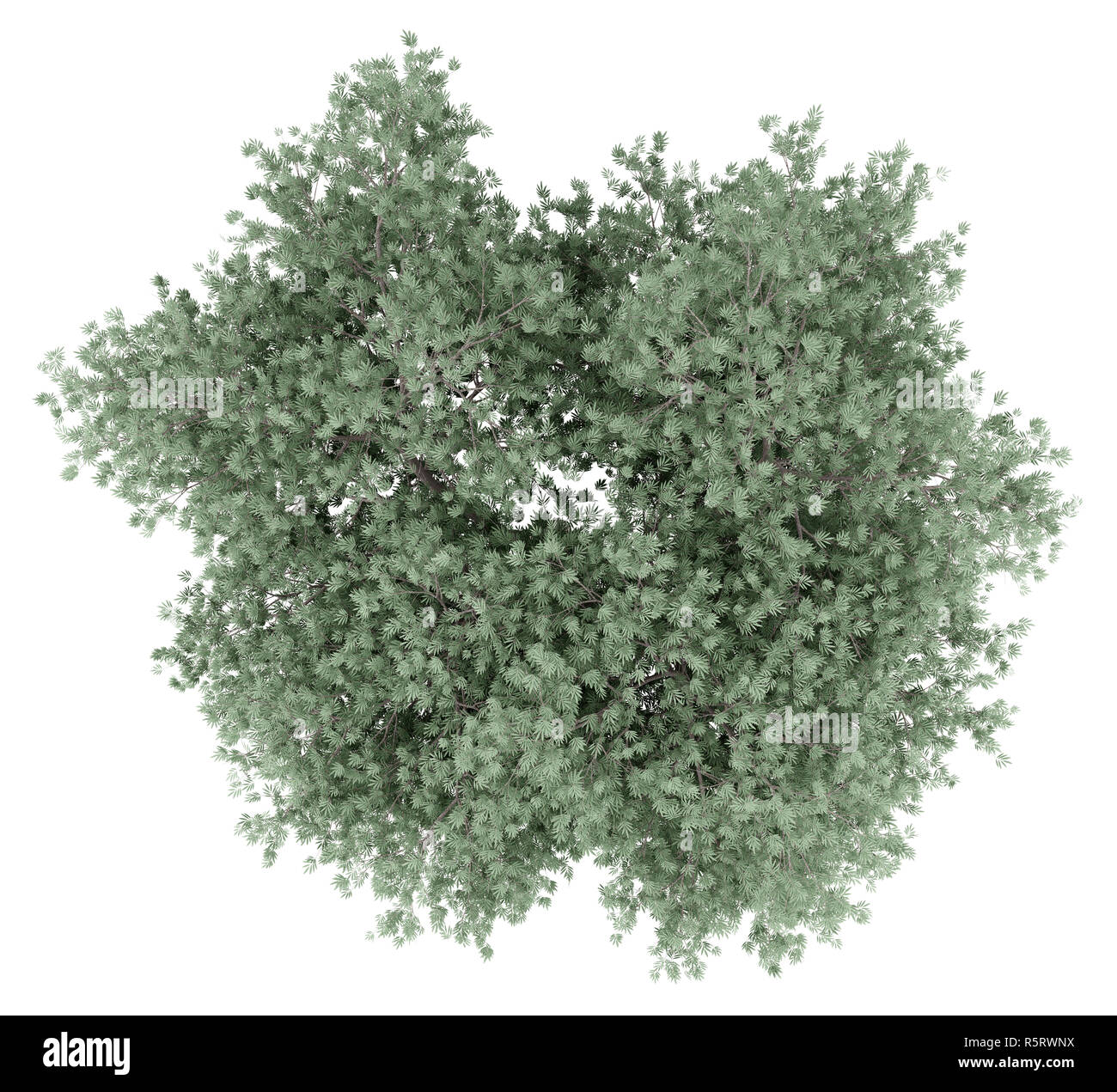 olive tree isolated on white background. top view. 3d illustration ...