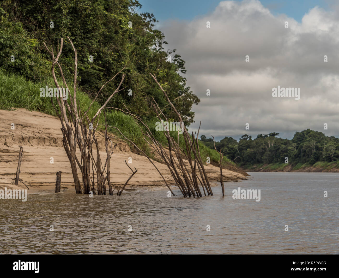 Bank of the Amazon river during the low water season. Amazonia. Jungle ...