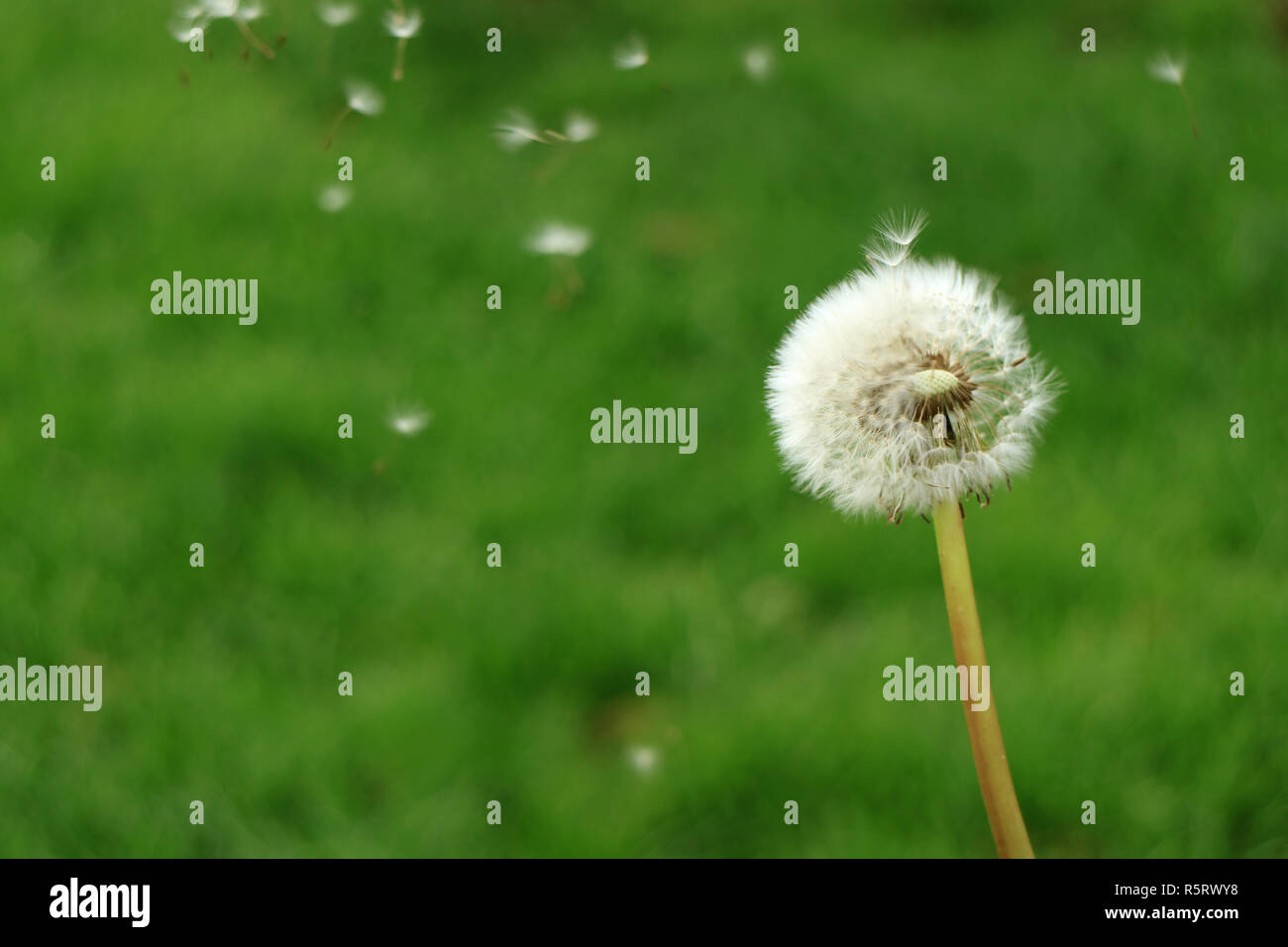 Closed up a white Dandelion flower head with a lot of tiny florets ...
