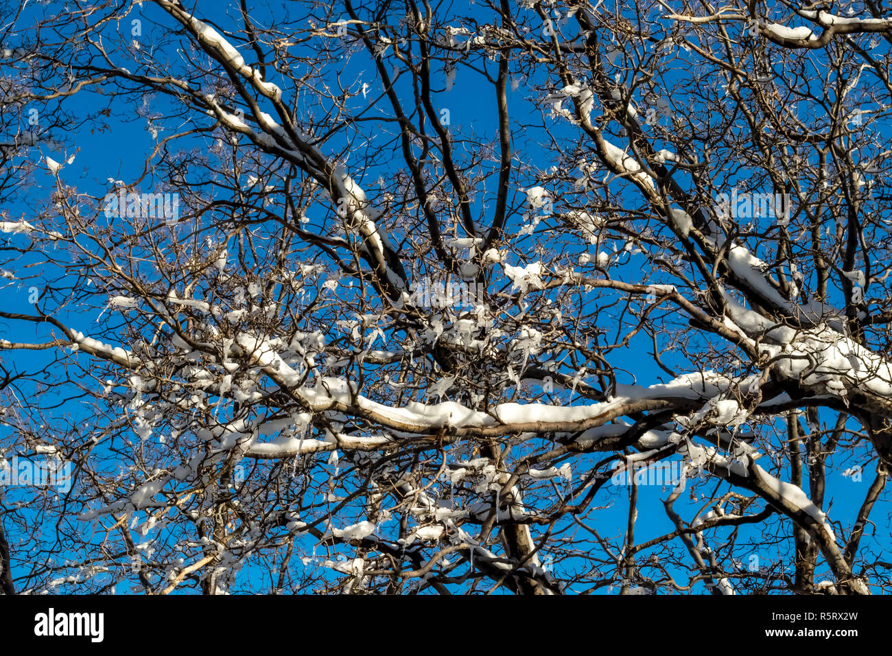 Blue Sky, Climate Change at Southern California, Big Bear Mountain, San ...