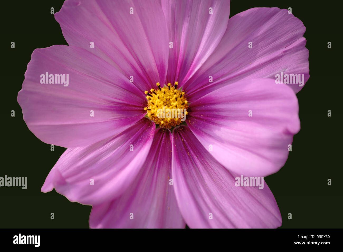 cosmea flower isolated Stock Photo - Alamy