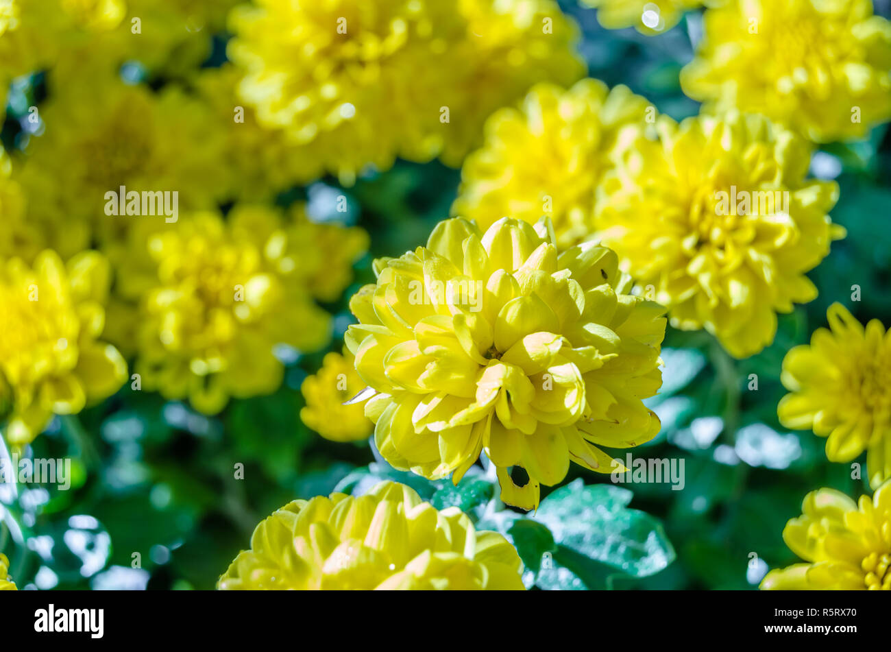 Yellow chrysanthemum flower Stock Photo - Alamy