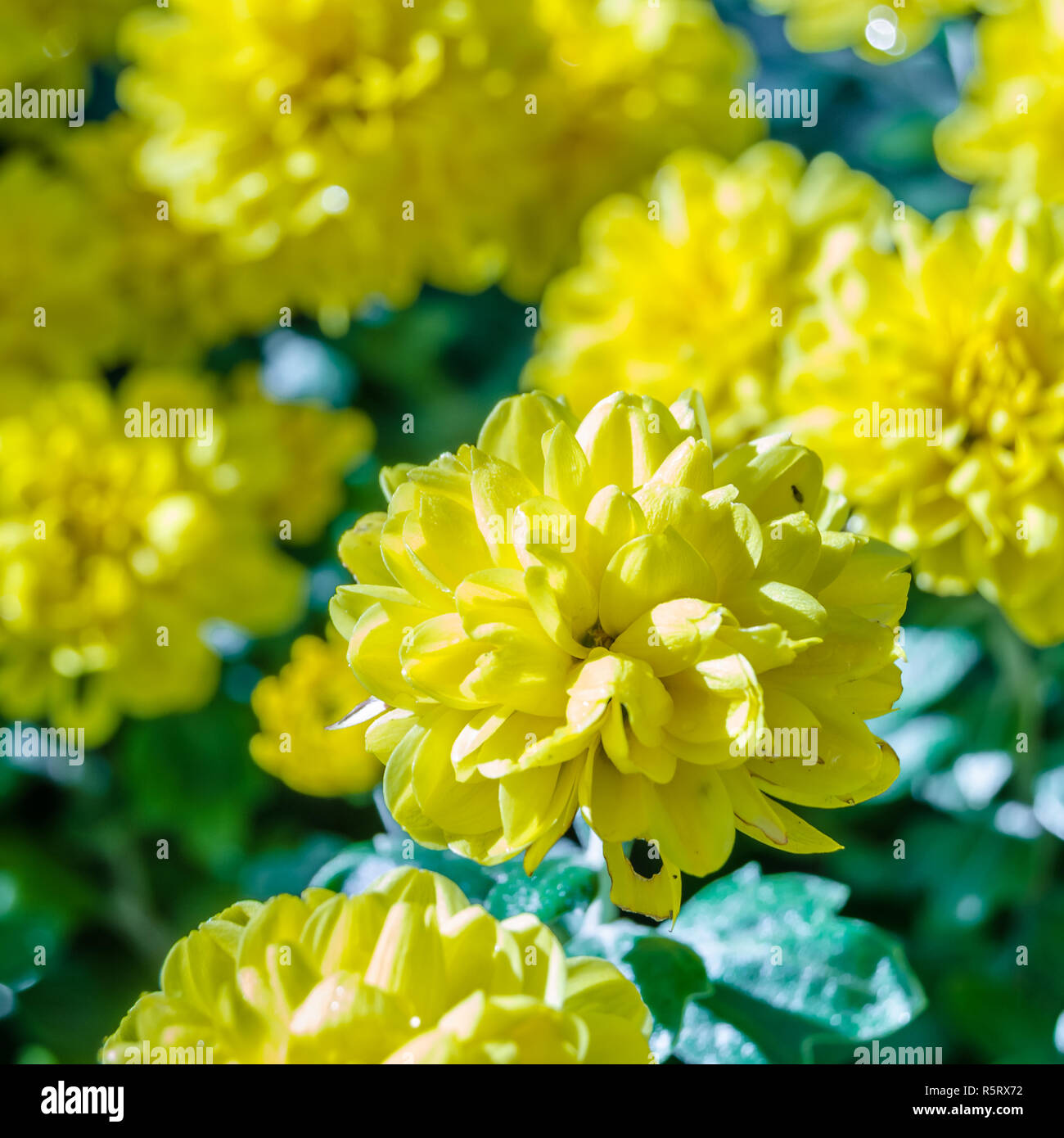 Yellow chrysanthemum flower Stock Photo - Alamy