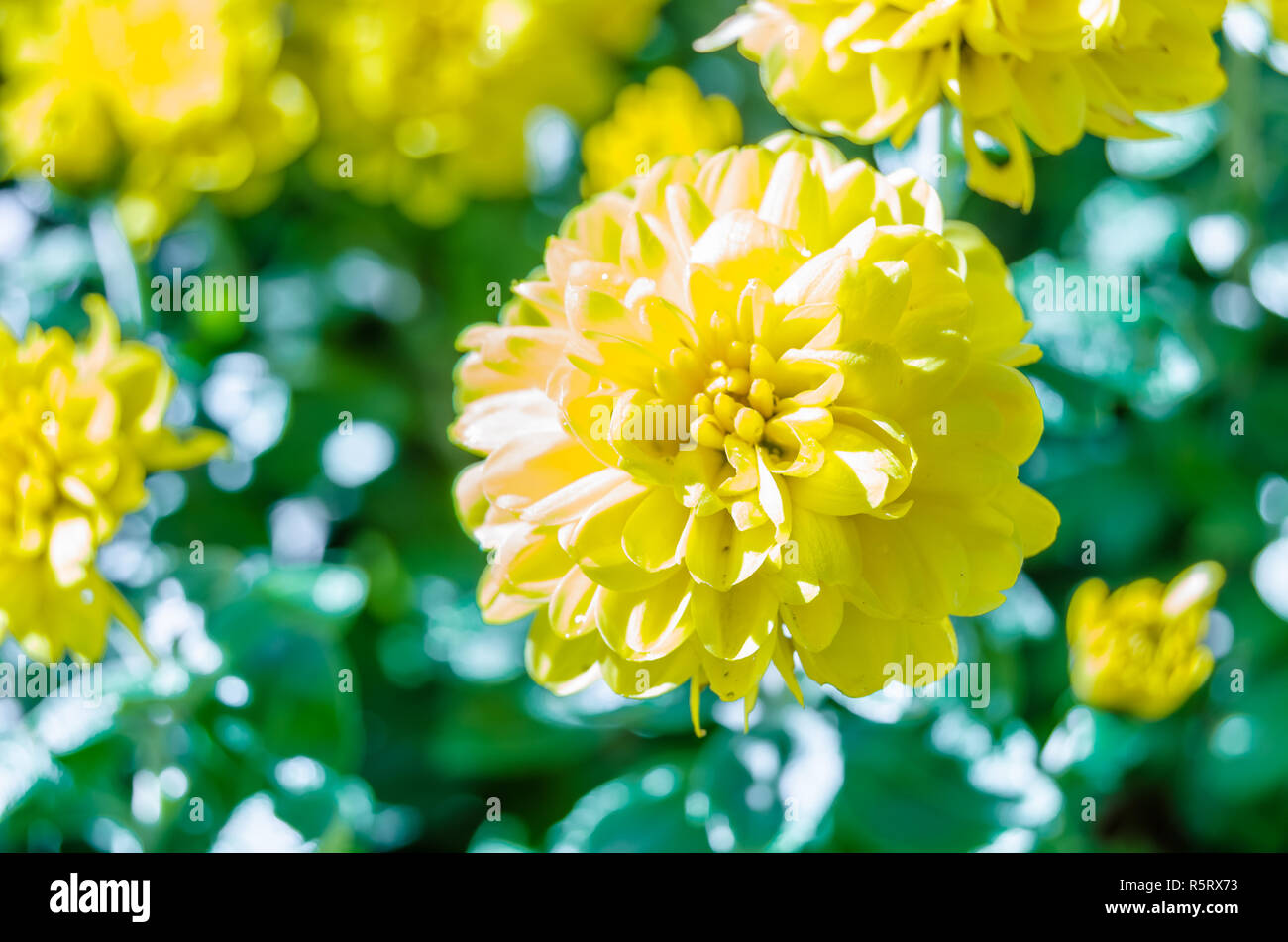 Yellow chrysanthemum flower Stock Photo - Alamy