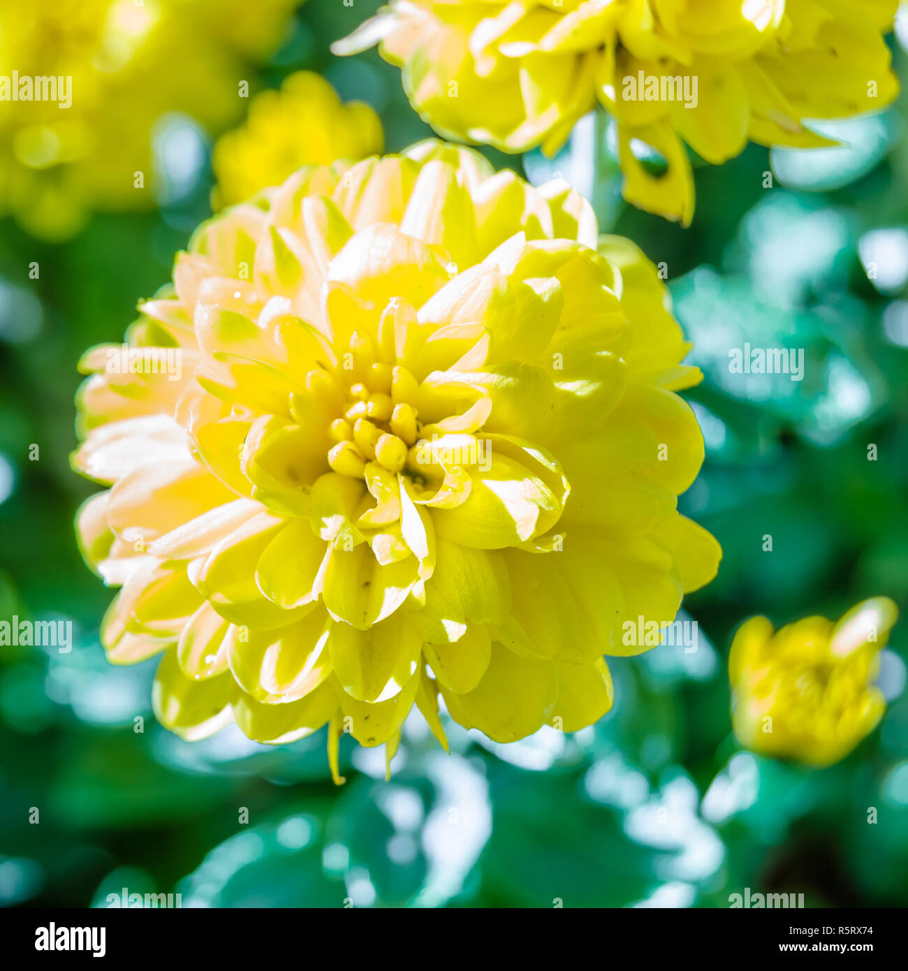 Yellow chrysanthemum flower Stock Photo - Alamy
