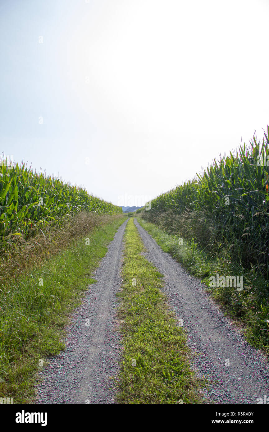 dirt road between corn fields in front of a light blue sky in summer ...
