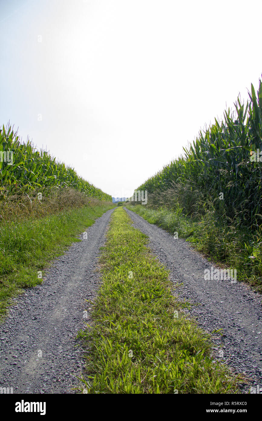 dirt road between corn fields in front of a light blue sky in summer ...