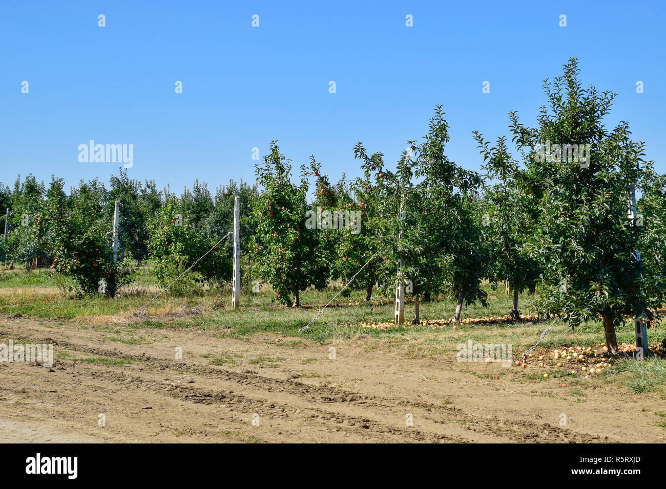 Apple orchard. Rows of trees and the fruit of the ground under t Stock ...
