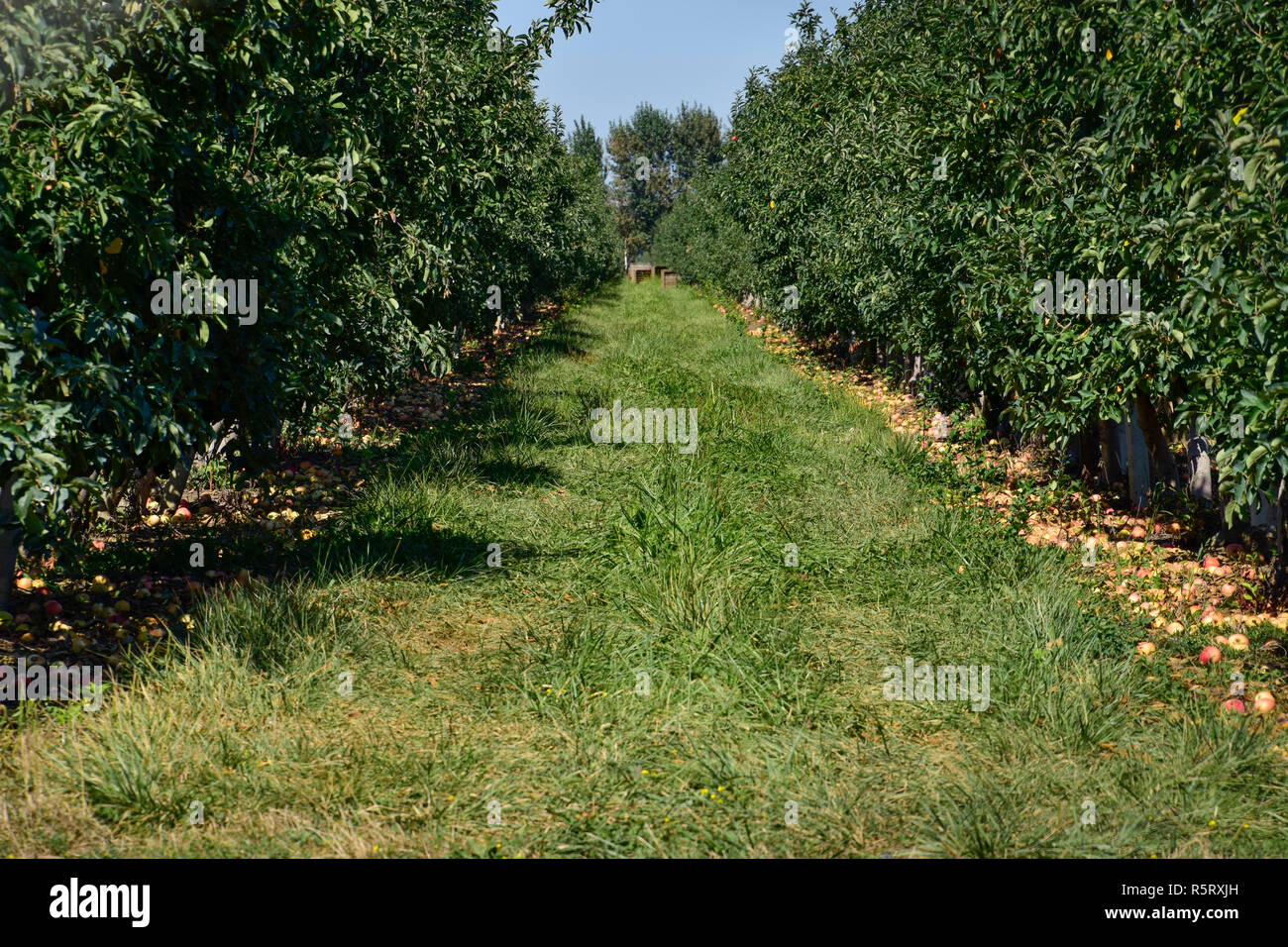 Apple orchard. Rows of trees and the fruit of the ground under t Stock ...
