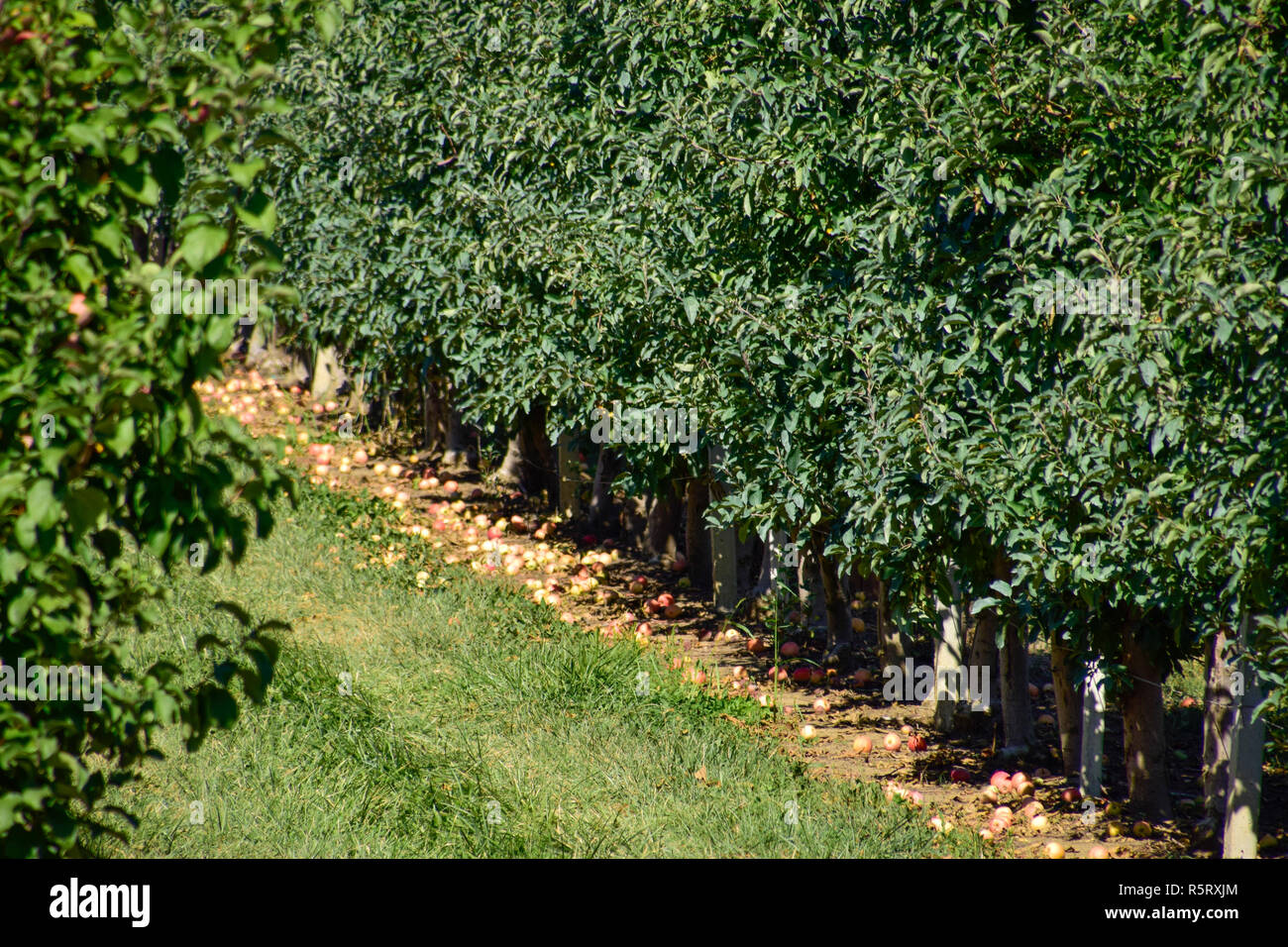 Apple orchard. Rows of trees and the fruit of the ground under t Stock ...