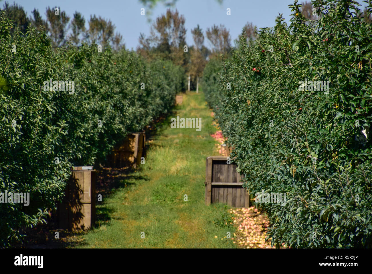 Apple orchard. Rows of trees and the fruit of the ground under t Stock ...
