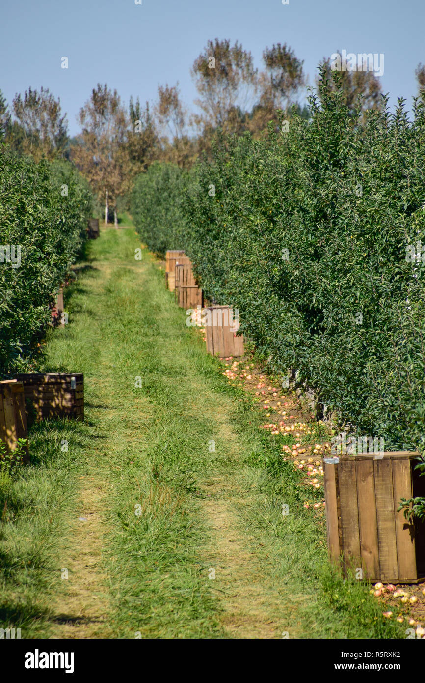 Apple orchard. Rows of trees and the fruit of the ground under t Stock ...