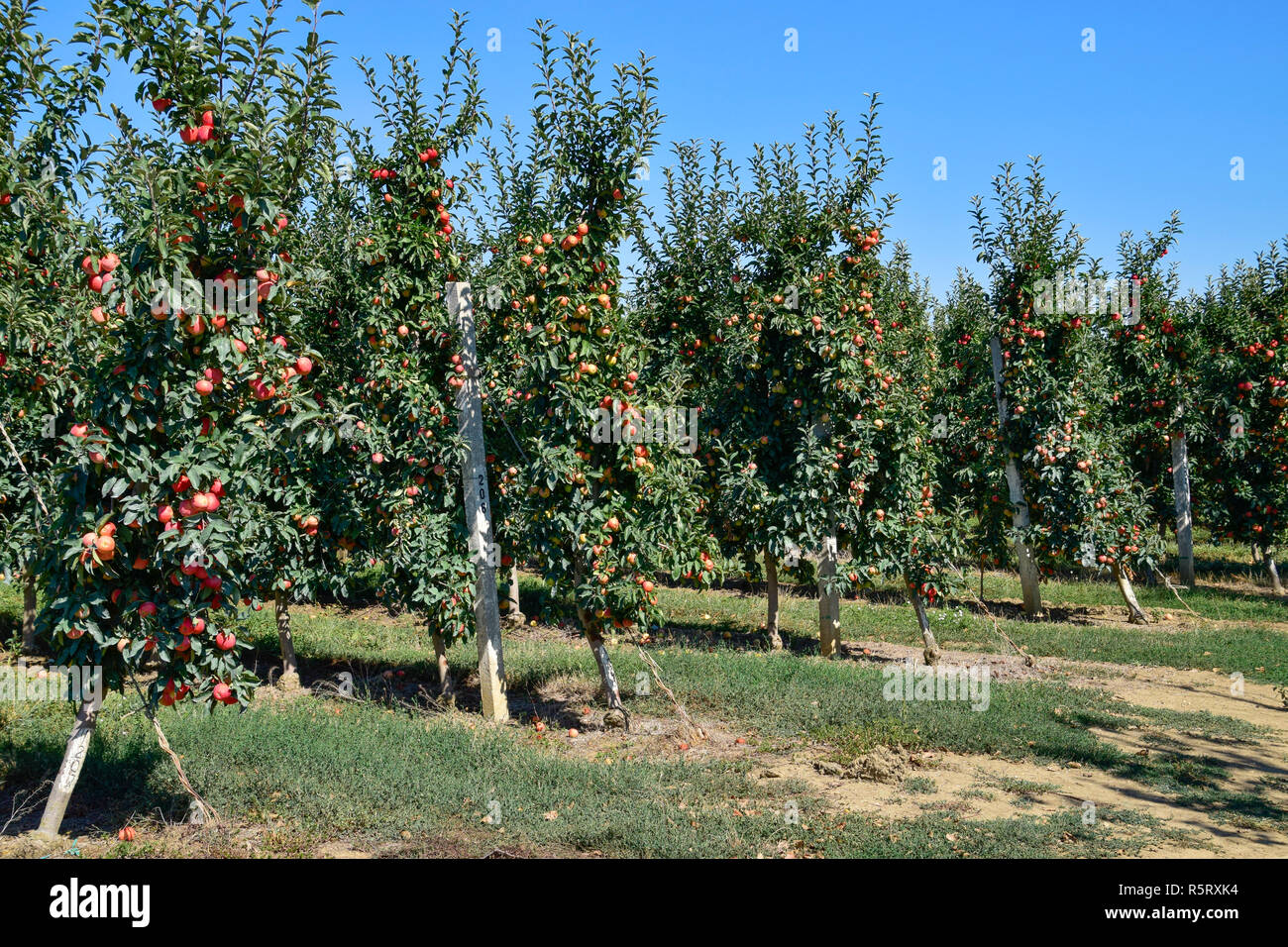 Apple orchard. Rows of trees and the fruit of the ground under t Stock ...