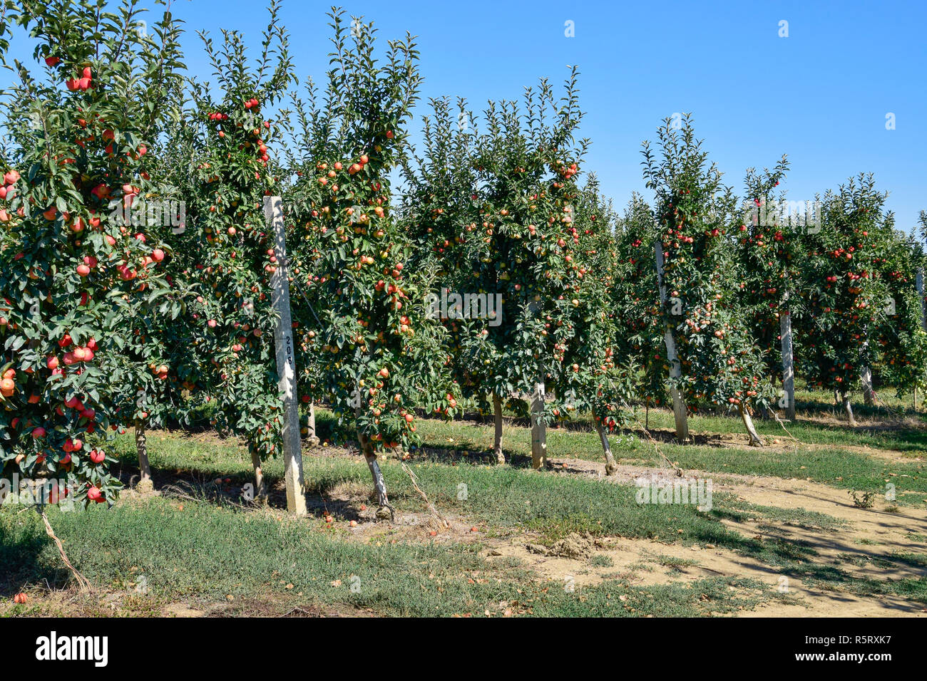 Apple orchard. Rows of trees and the fruit of the ground under t Stock ...